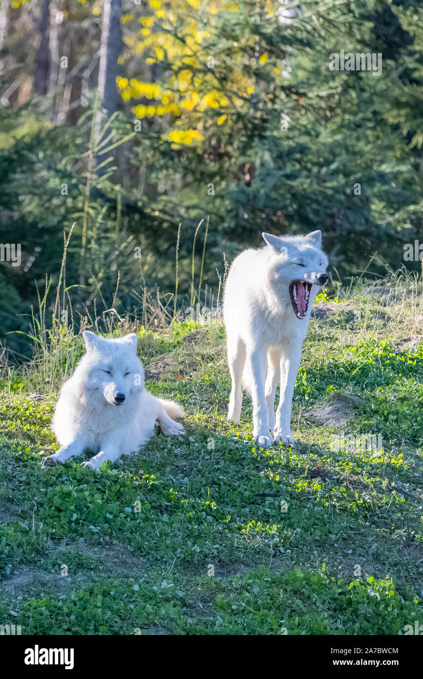 Arctic wolf, pack of white wolves standing in the forest in Canada ...