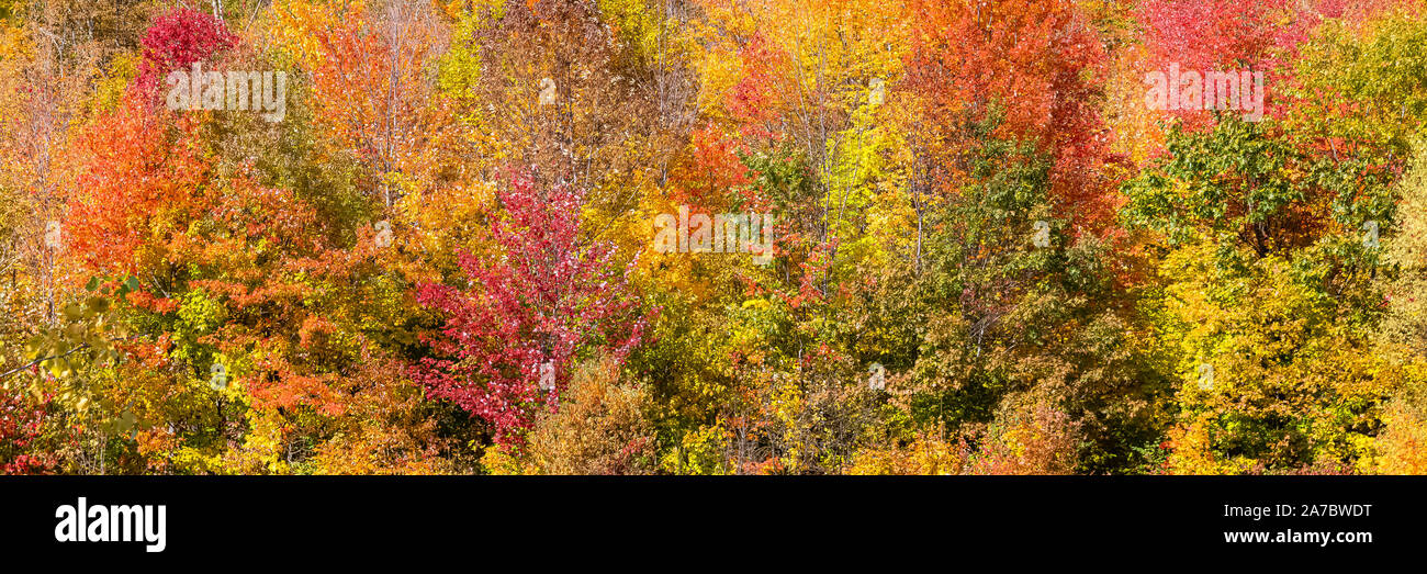 A forest in Canada, during the autumn, beautiful colors of the trees ...
