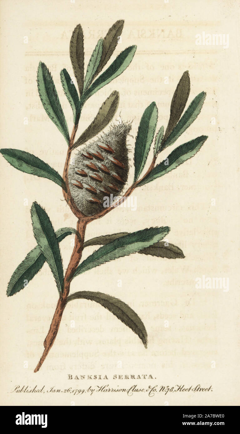 Old man banksia, Banksia serrata. Handcoloured copperplate engraving ...