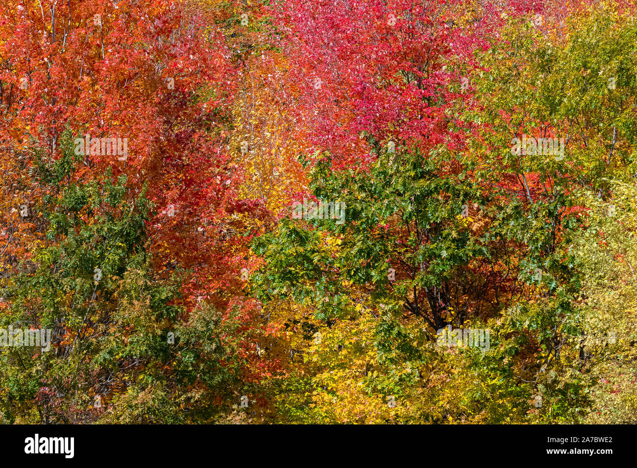 A forest in Canada, during the autumn, beautiful colors of the trees ...