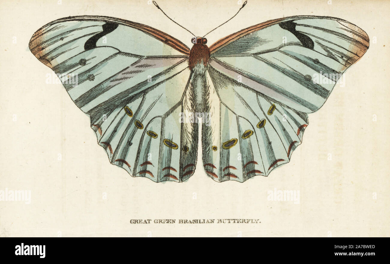 Morpho laertes. (Great green Brazilian butterfly) Illustration copied ...