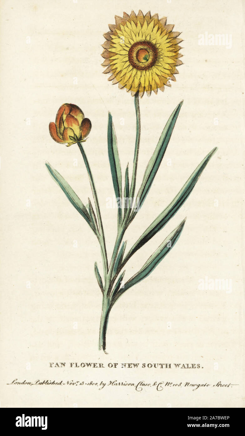 Fan flower of New South Wales. Handcoloured copperplate engraving from ...
