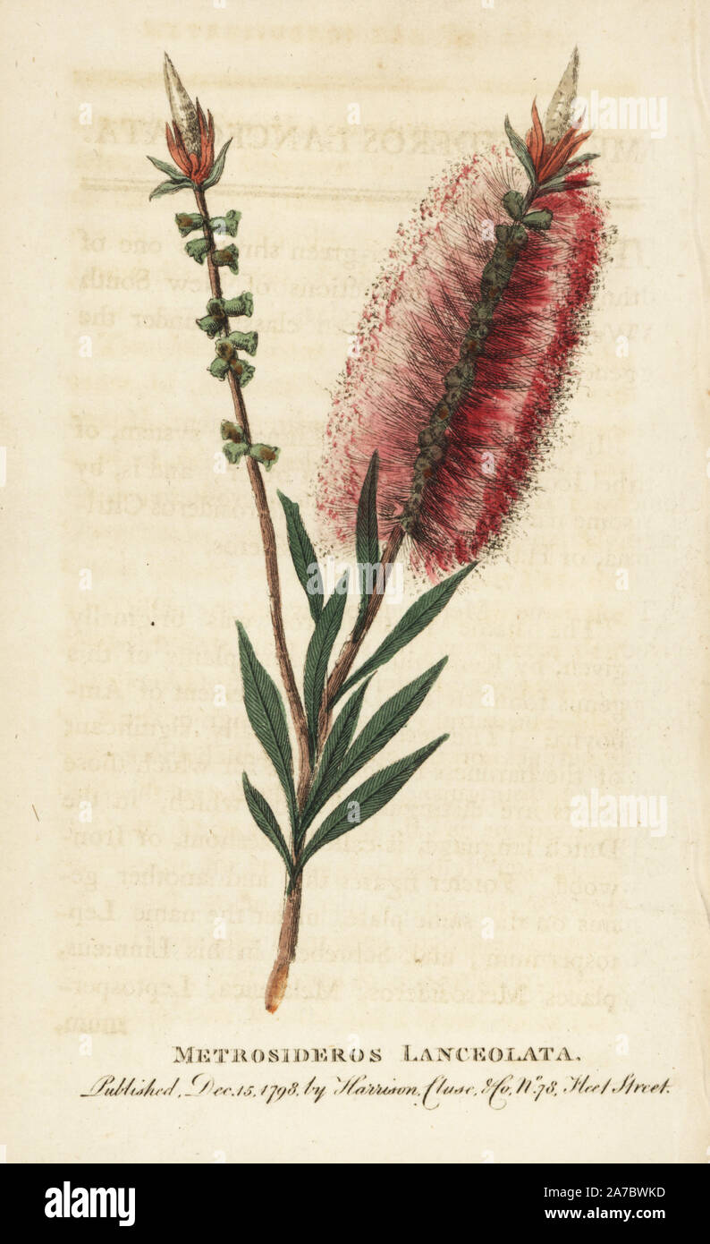 Bottlebrush flower, Callistemon lanceolatus. (Metrosideros lanceolata ...