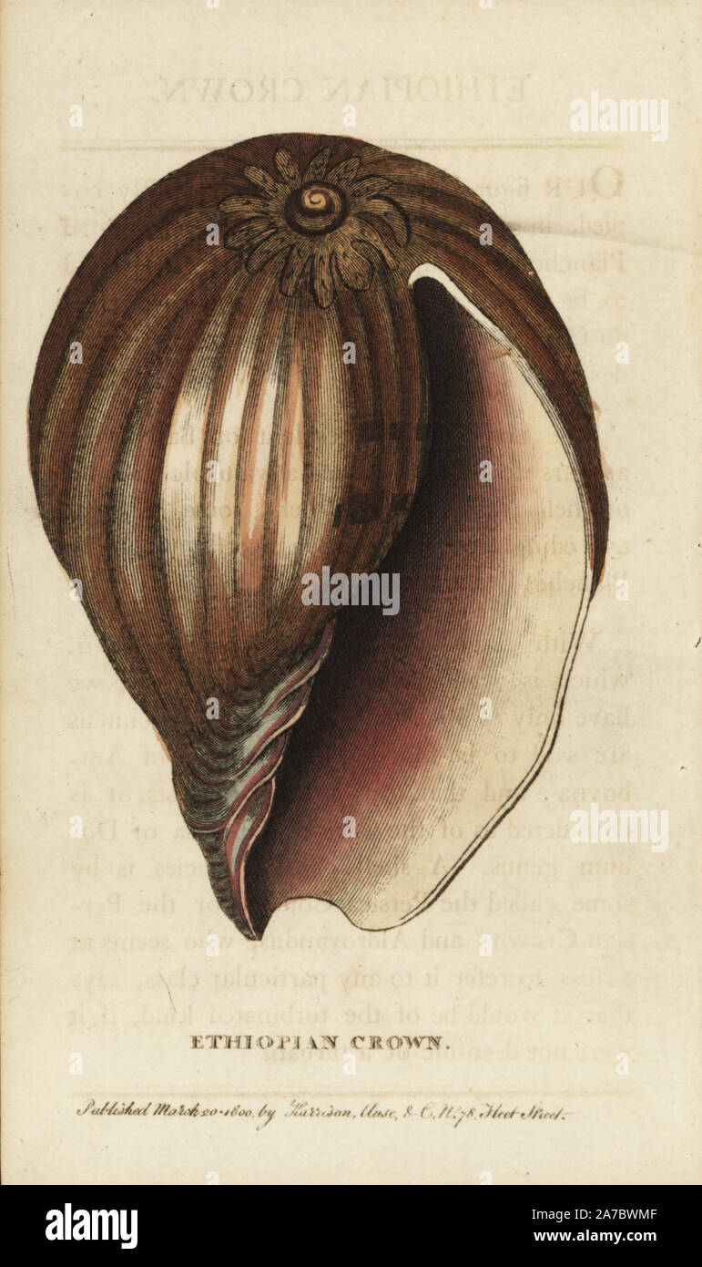 Ethiopian crown shell, Dolium species, Persica concha. Illustration ...