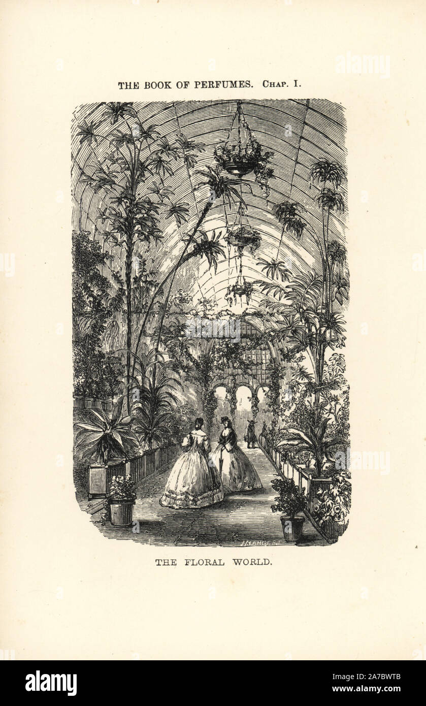 Victorian women in a botanical hothouse. Woodcut engraving by Lambert ...