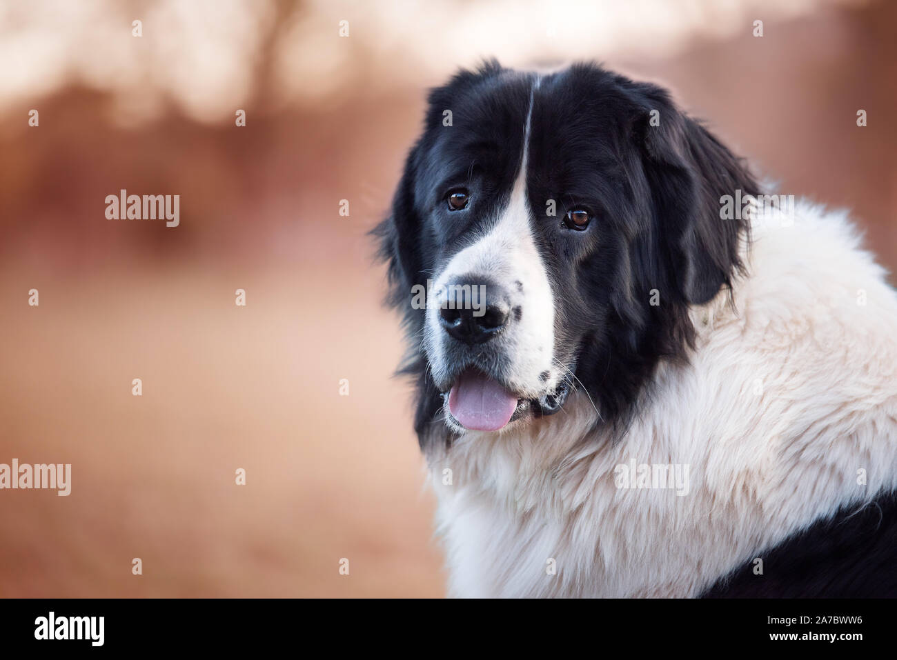Perro landseer hi-res stock photography and images - Alamy