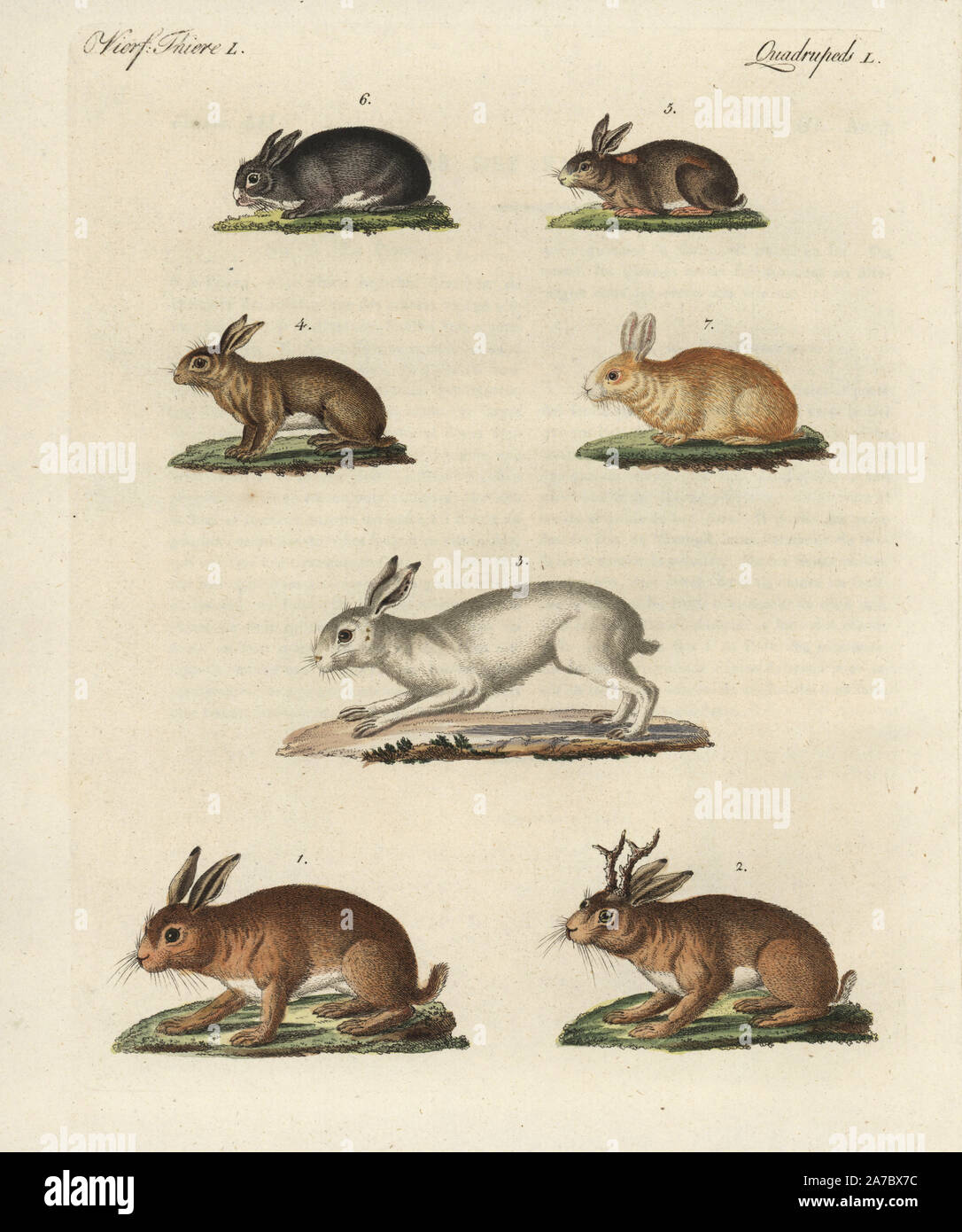 Mountain hare, Lepus timidus 1, mythical jackalope or horned hare ...