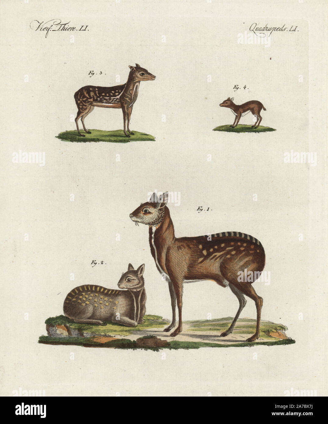 Siberian musk deer, Moschus moschiferus (male 1, female 2), Napu musk ...