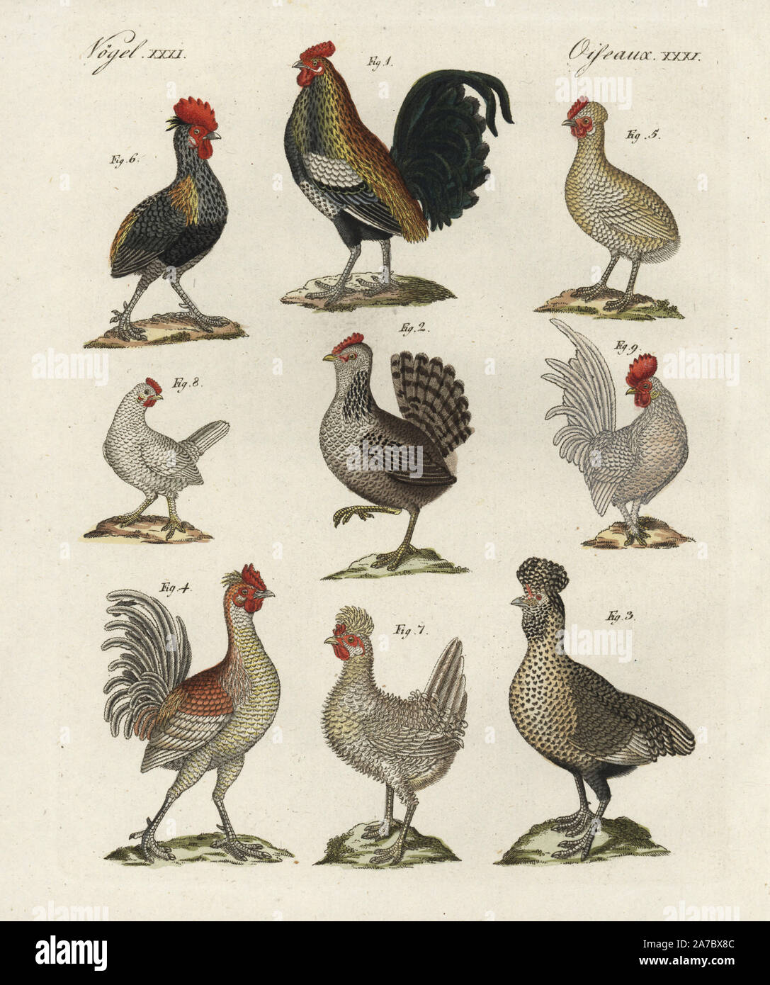 Chicken breeds, Gallus gallus domesticus: German cock 1, hen 2, English ...