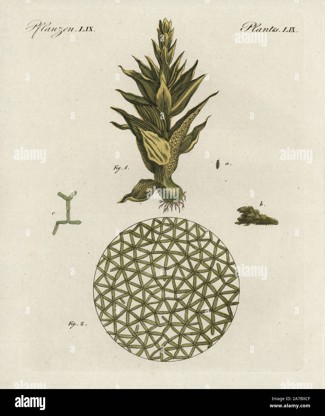 Pond Algae Drawing