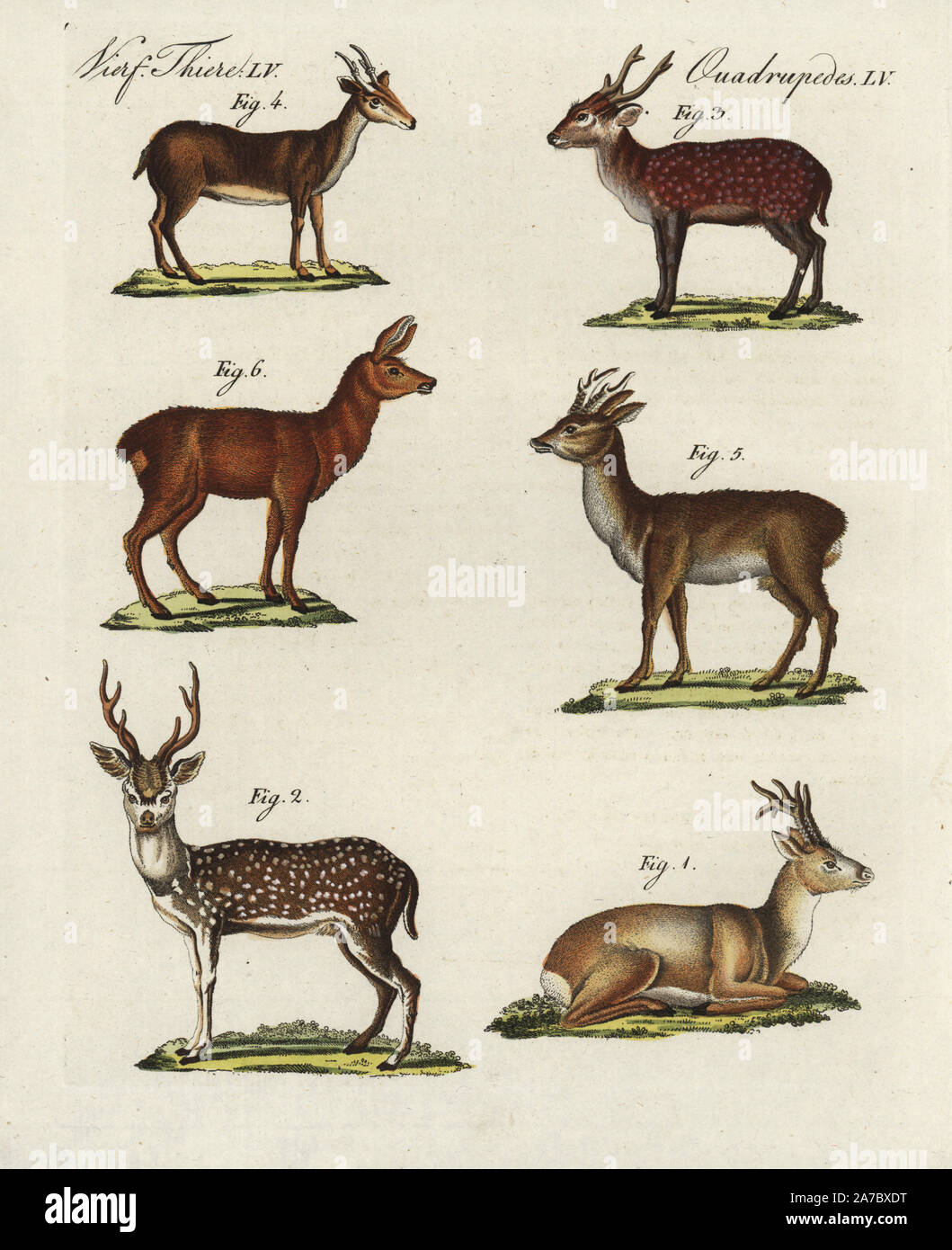 Eastern roe deer, Capreolus pygargus 1, spotted deer, Cervus axis 2 ...