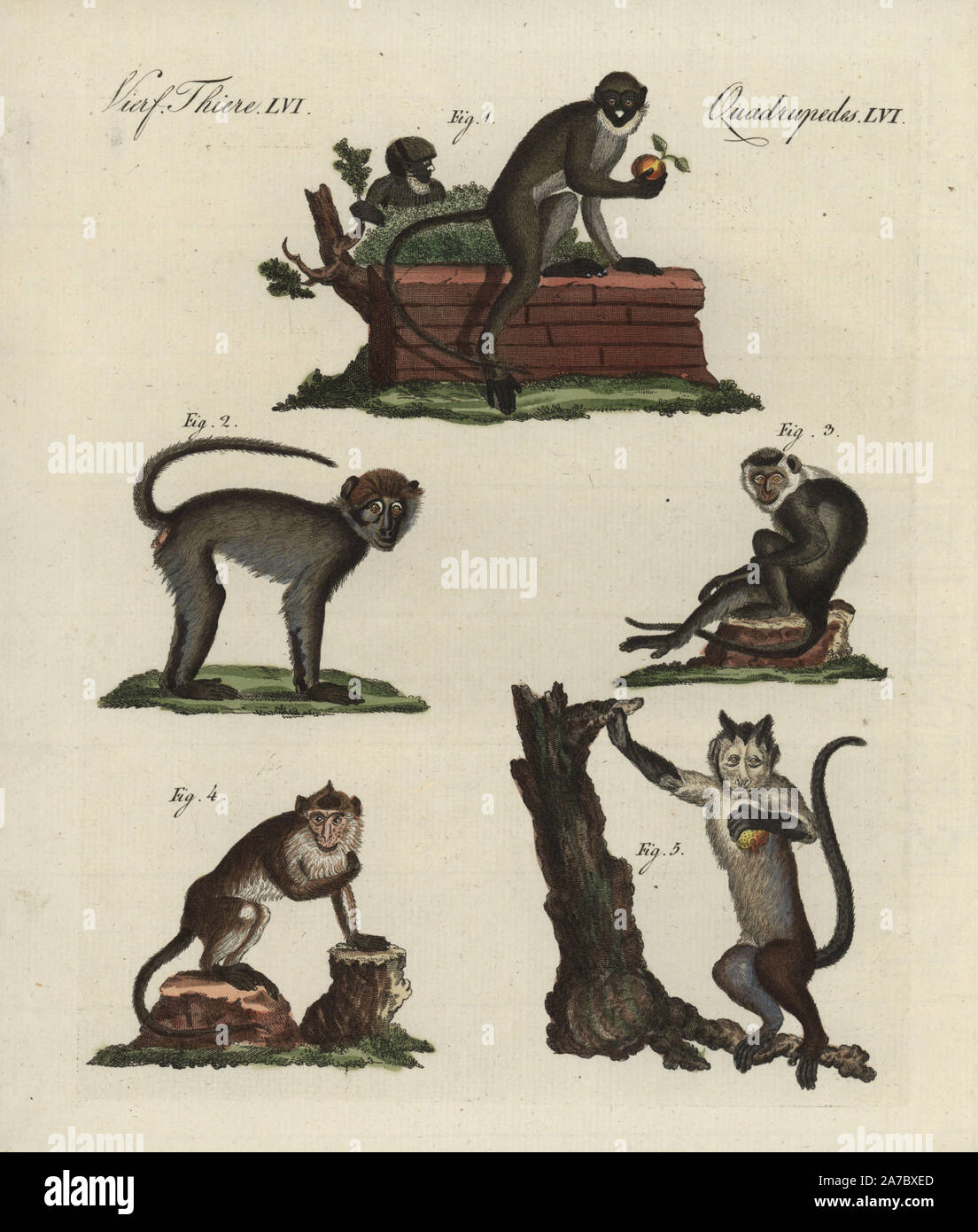 Petaurista petaurista hi-res stock photography and images - Alamy