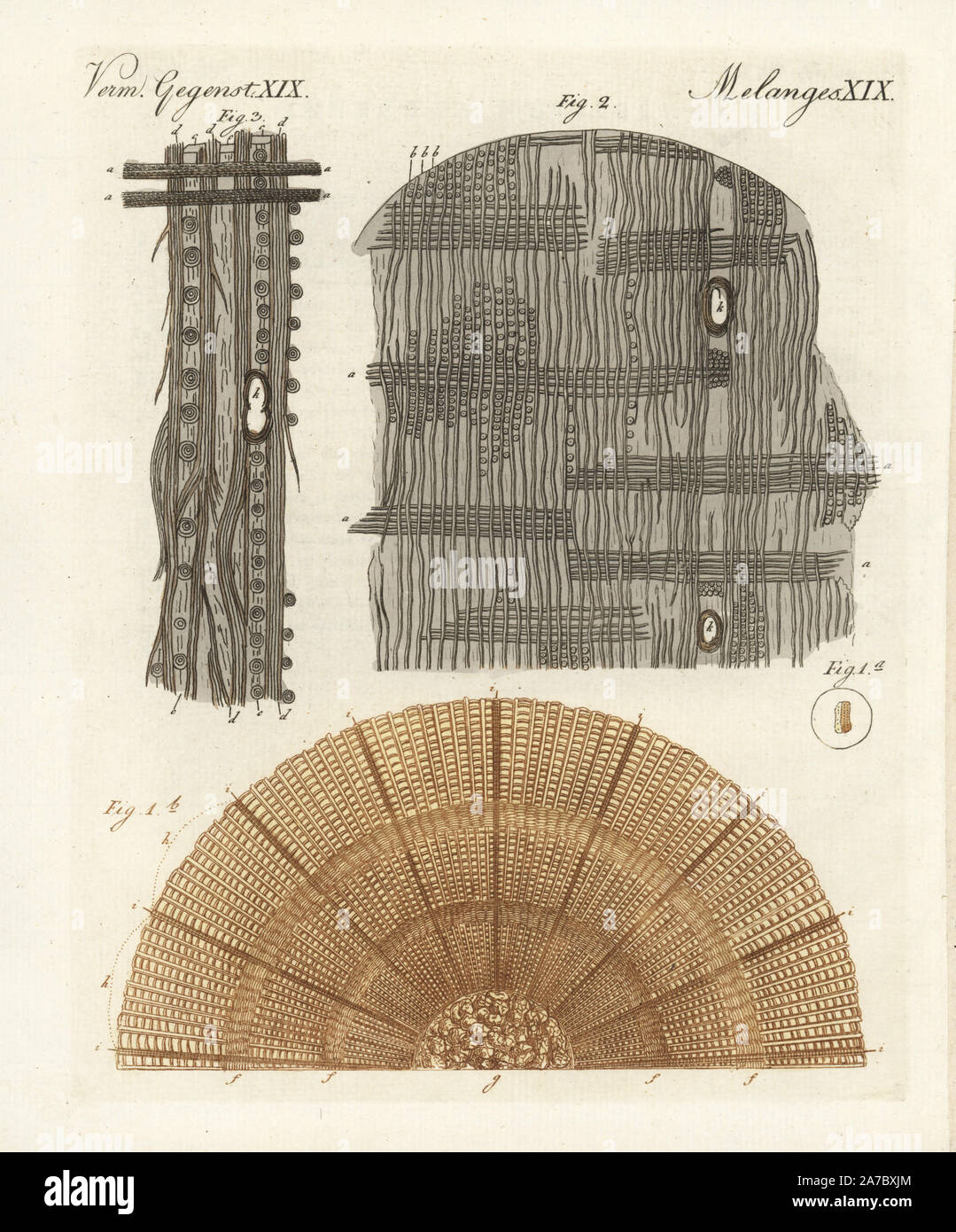 Tree anatomy hi-res stock photography and images - Alamy