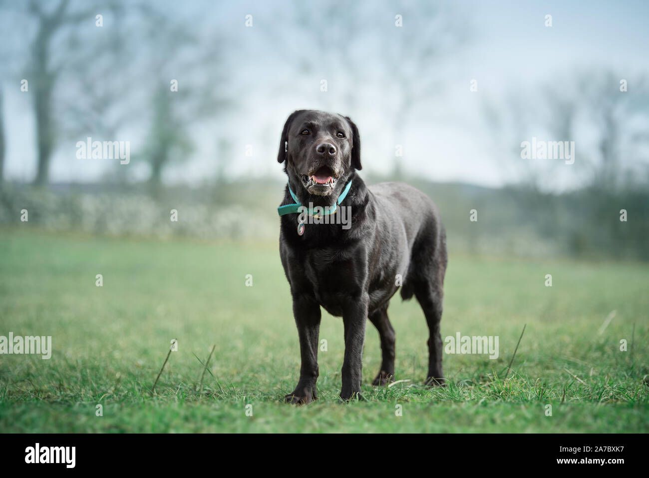 labrador retriever dog pure breed Stock Photo - Alamy