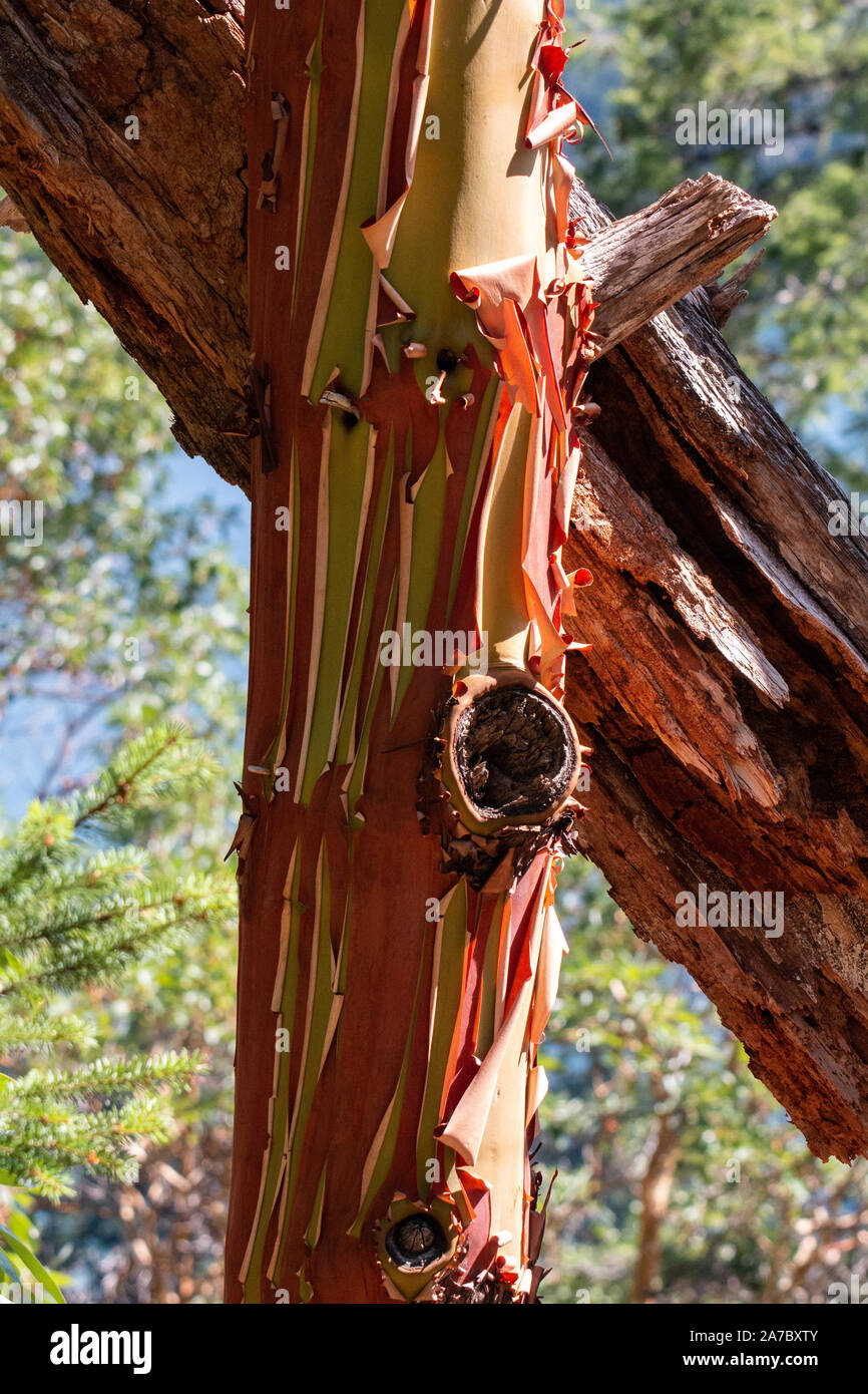 Acer griseum summer hi-res stock photography and images - Alamy