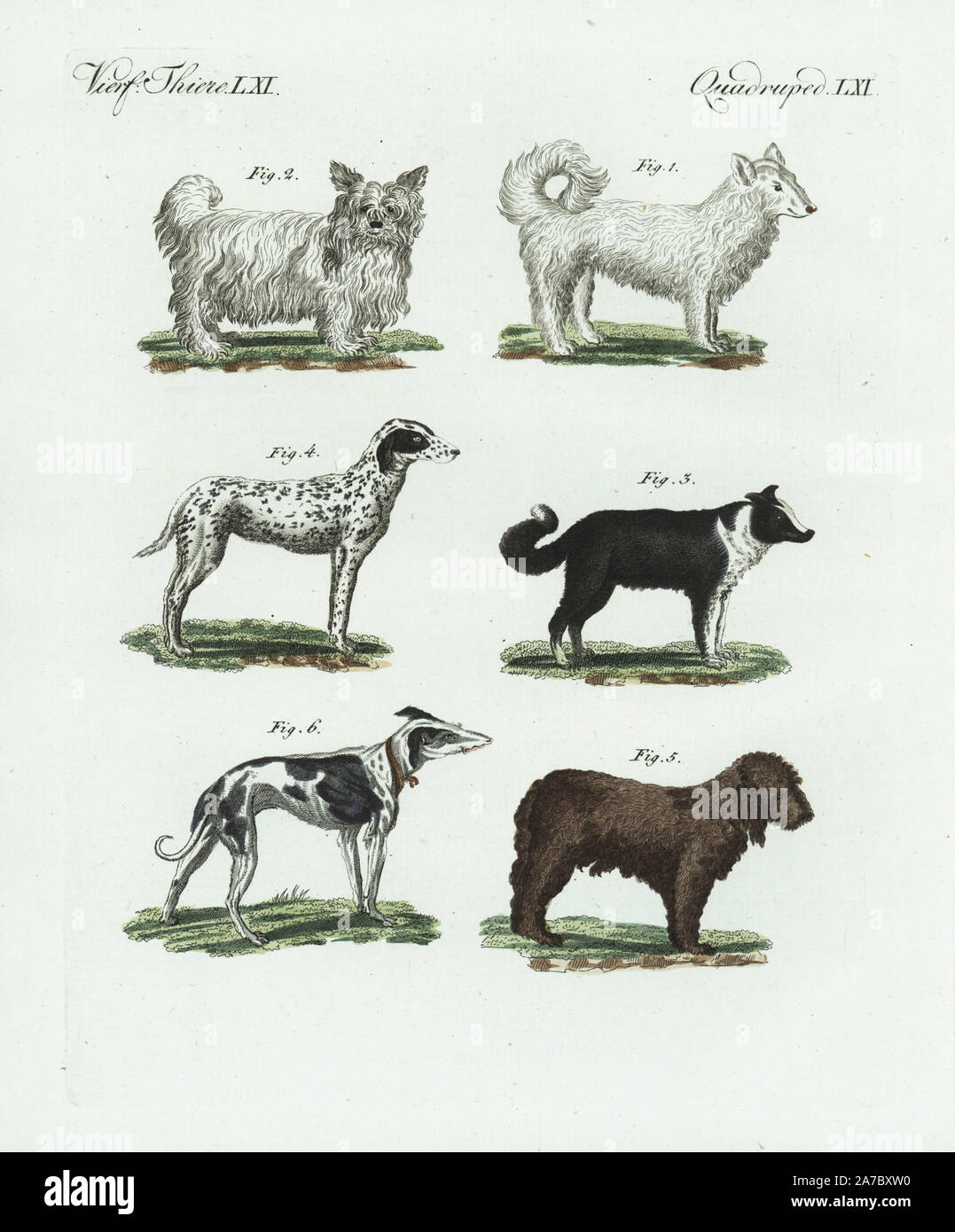 German wolfhound hi-res stock photography and images - Alamy