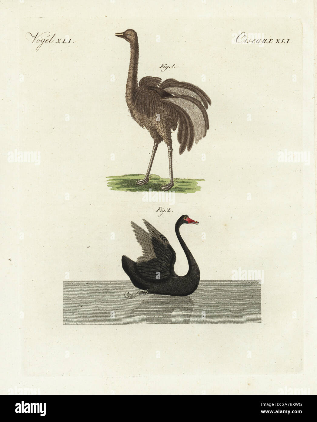 Rhea americana engraving hi-res stock photography and images - Alamy