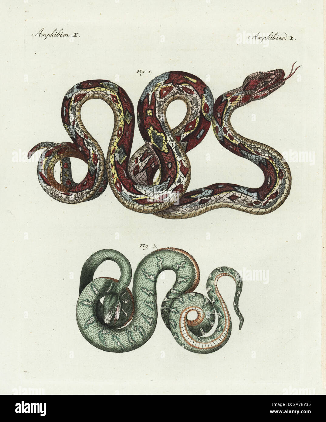 Boa constrictor and emerald tree boa, Corallus canina. Handcoloured ...