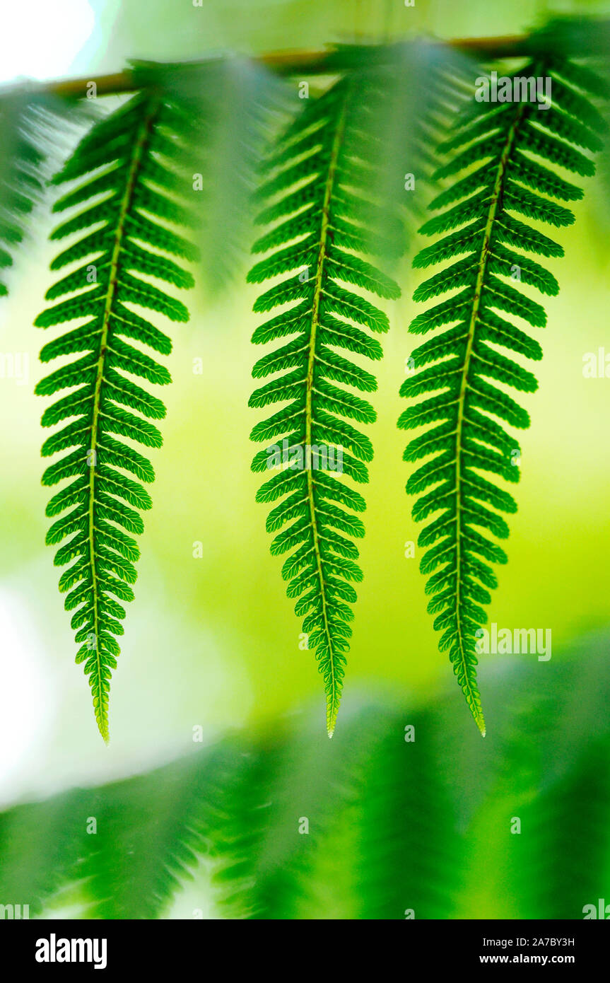 Fern leaves back lit hi-res stock photography and images - Alamy
