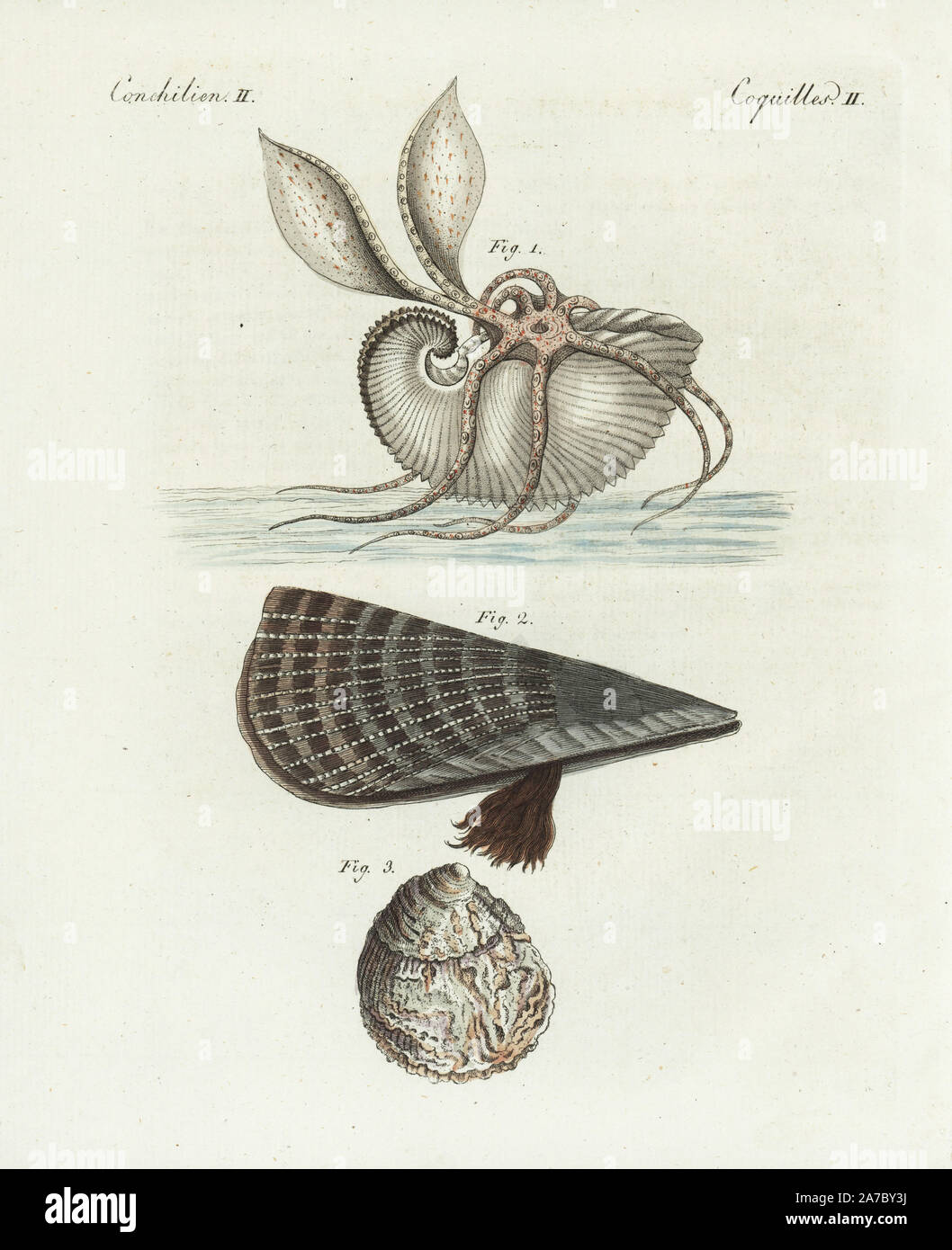 Argonauta hi-res stock photography and images - Alamy