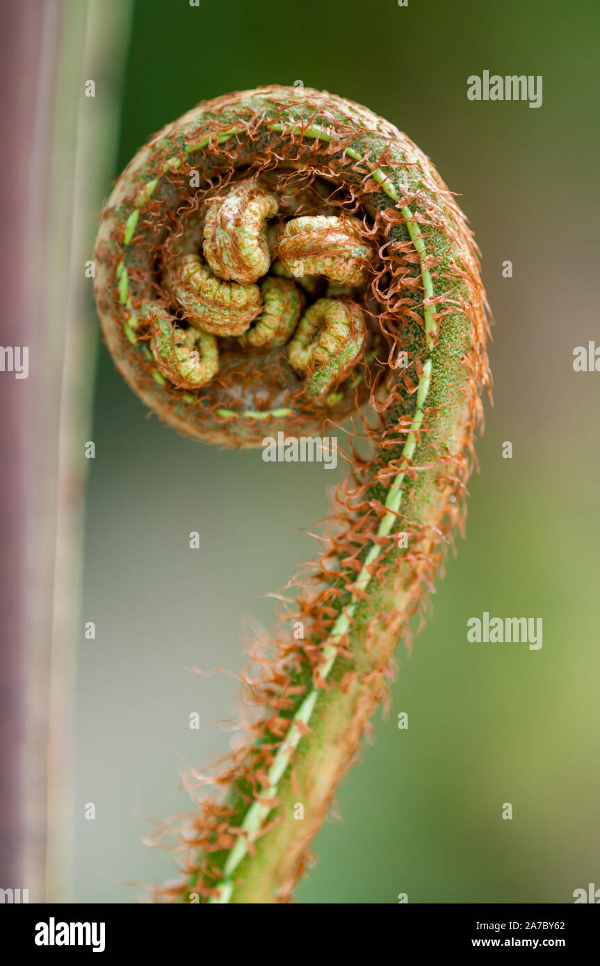 Fern head hi-res stock photography and images - Alamy