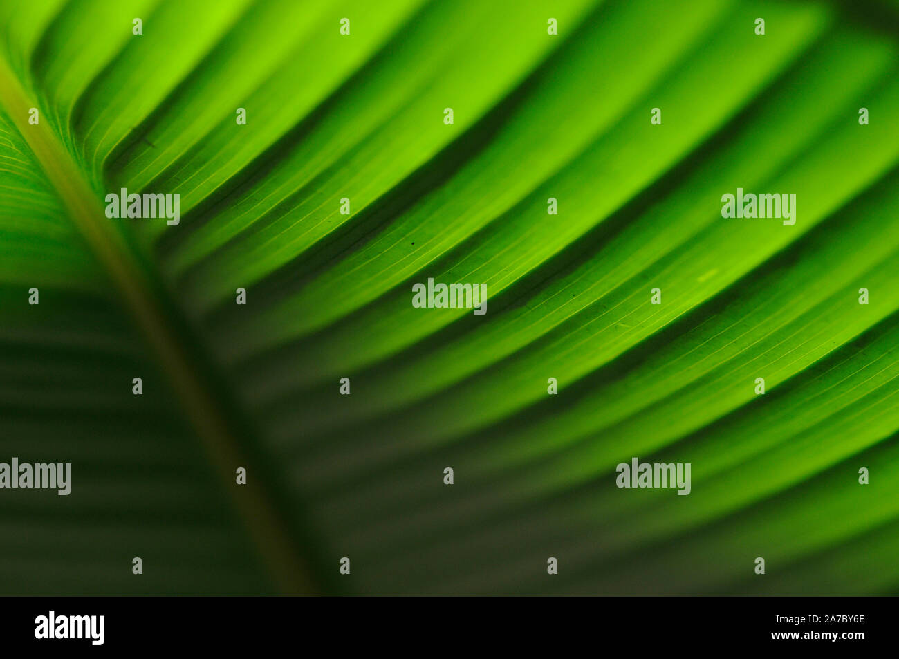 Tropical leaf texture, Close up details of texture on leaf Stock Photo ...