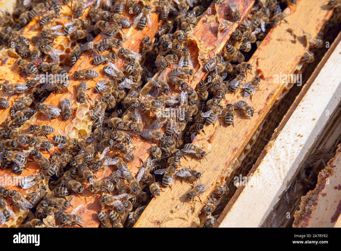 Frames of a beehive. Close up view of the opened hive body showing the ...