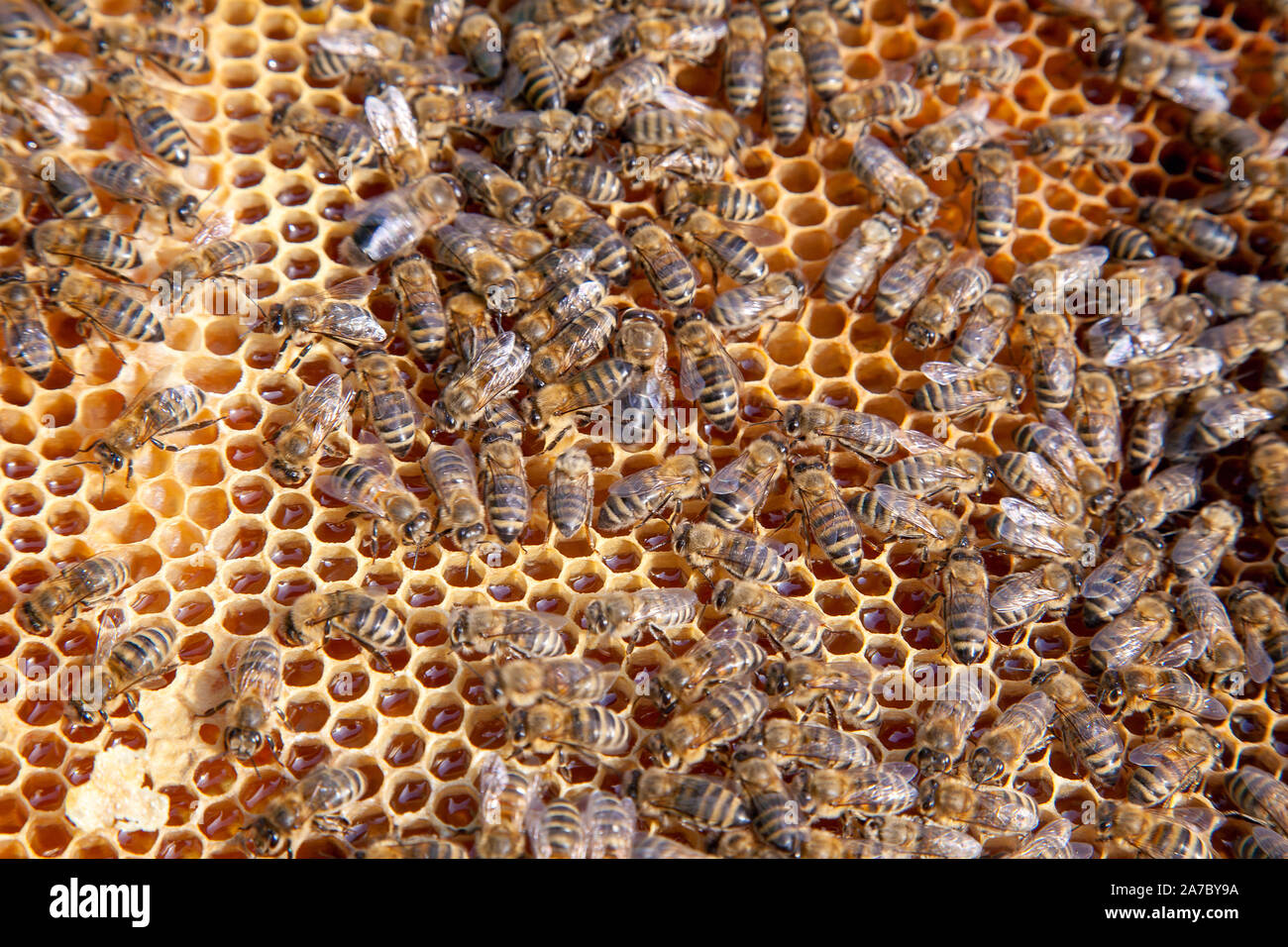 Beekeeping inside hi-res stock photography and images - Alamy