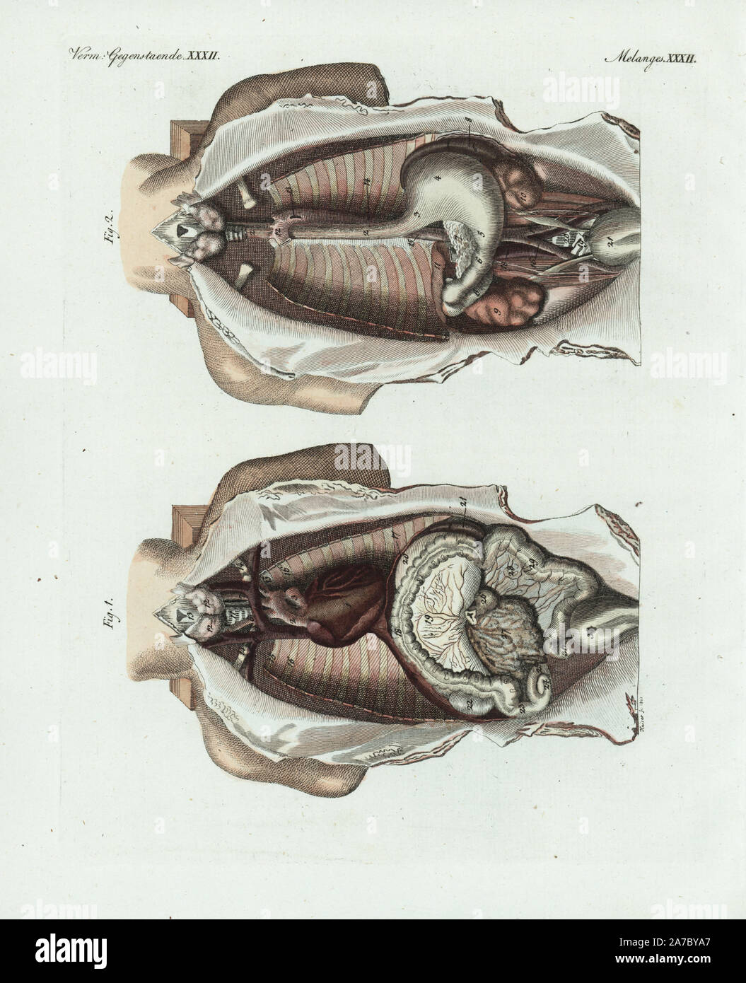 Entrails in the human body: thyroid, stomach, esophagus, colon ...