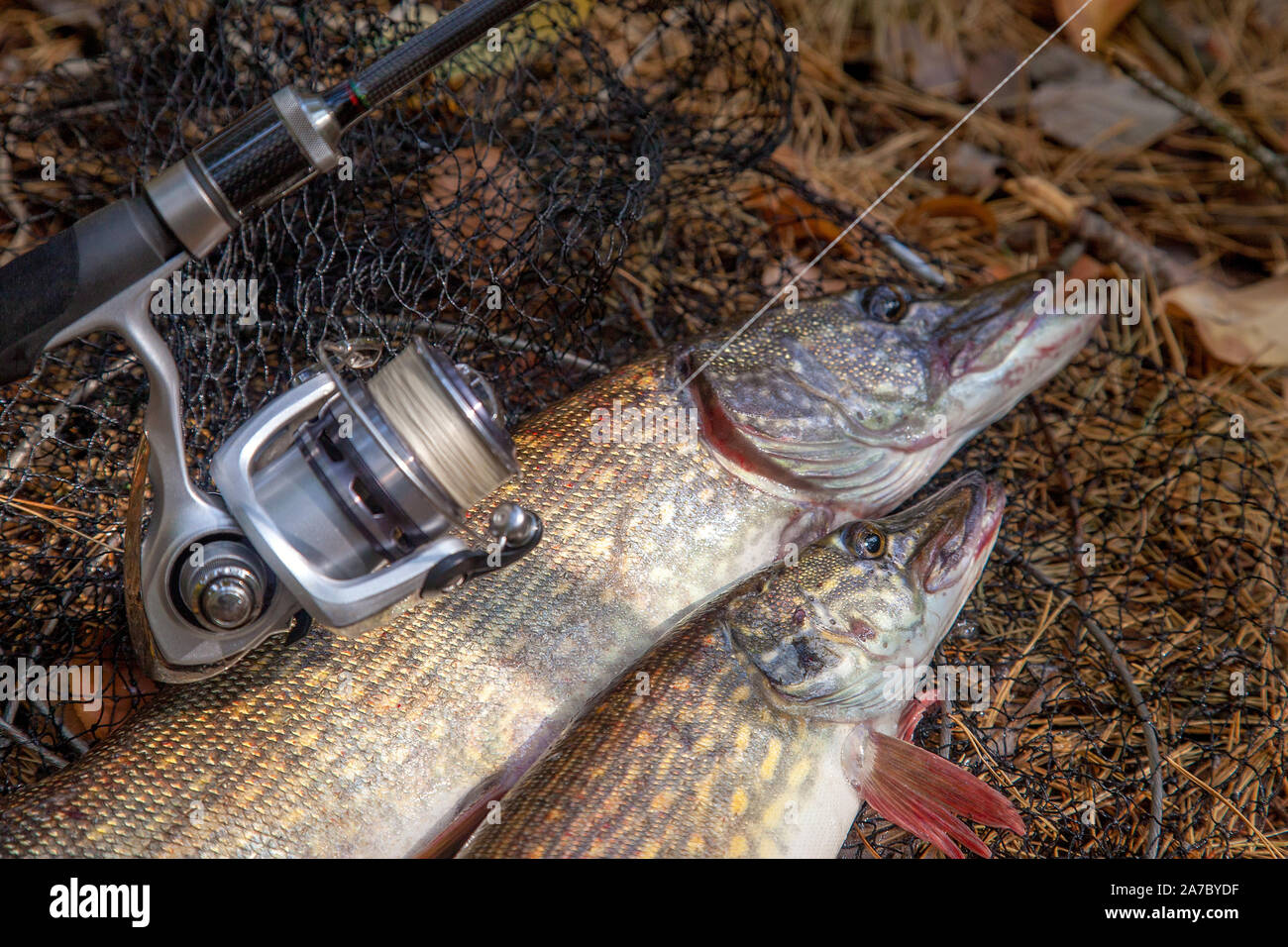 Fishing concept, trophy catch - two big freshwater pikes fish know as ...