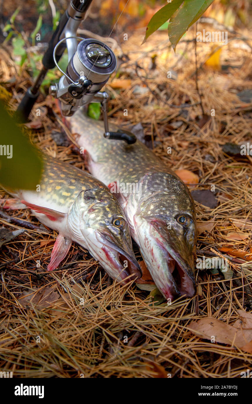 Fishing concept, trophy catch - two big freshwater pike fish know as ...