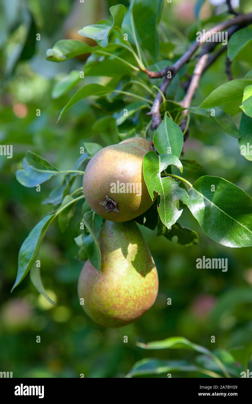 Ripe pears on tree branch. Organic pears in the garden. Close up view ...