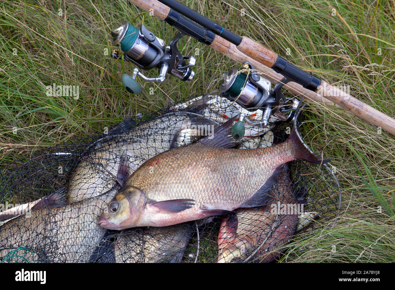 Good catch. Close up view of just taken from the water big freshwater ...