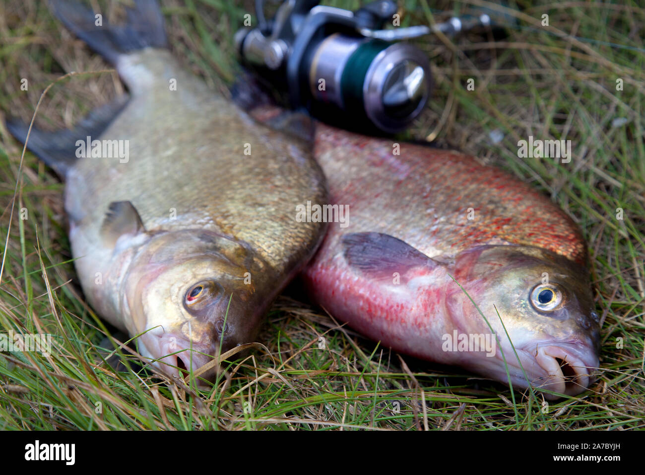 Good catch. Just taken from the water big freshwater common bream known ...