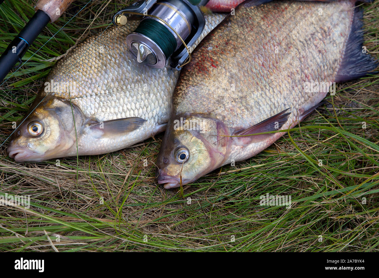 Good catch. Close up view of just taken from the water big freshwater ...