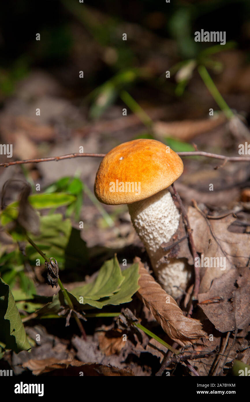 Young aspen mushroom hi-res stock photography and images - Alamy