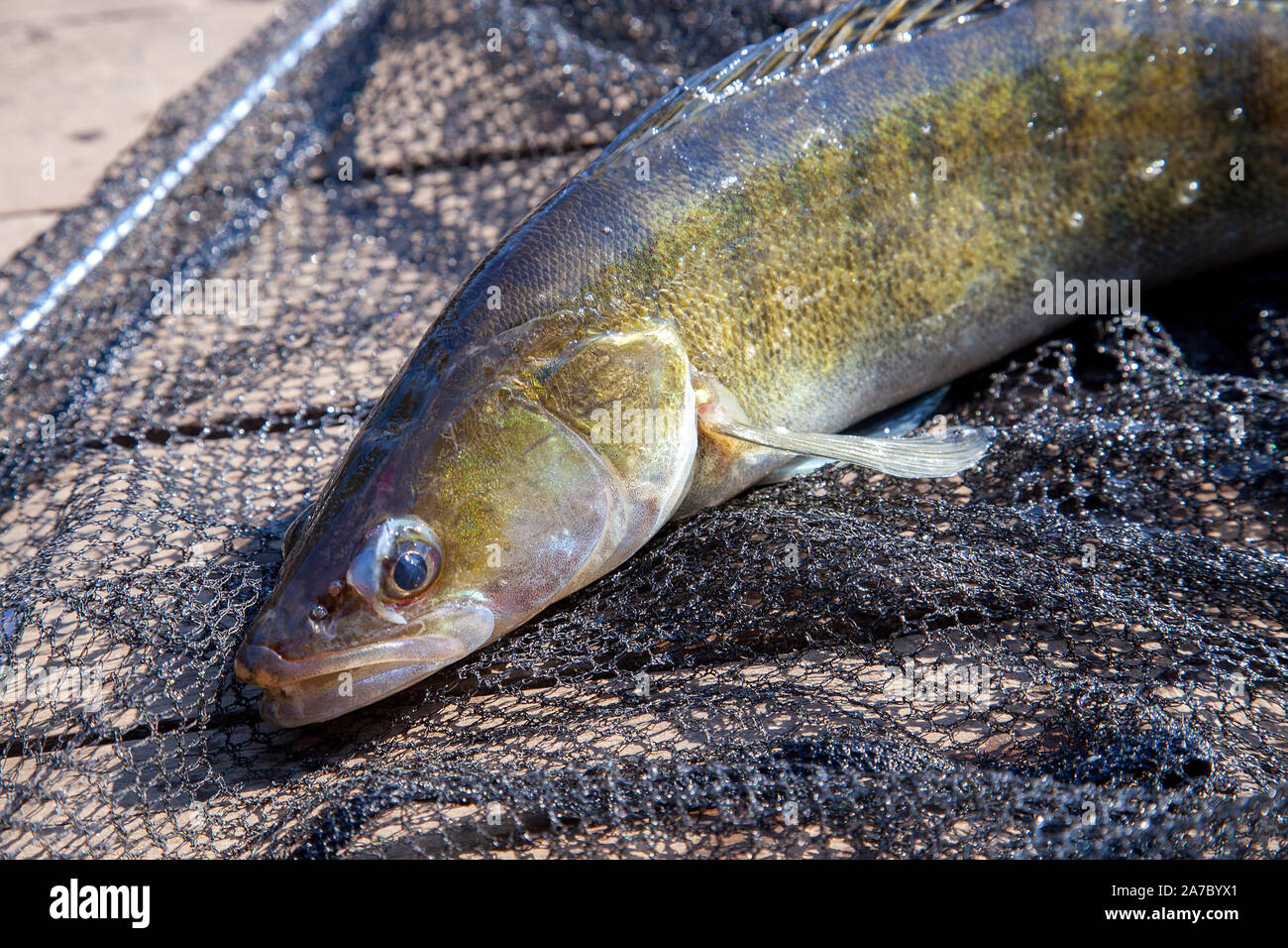 Freshwater zander fish know as sander lucioperca just taken from the ...