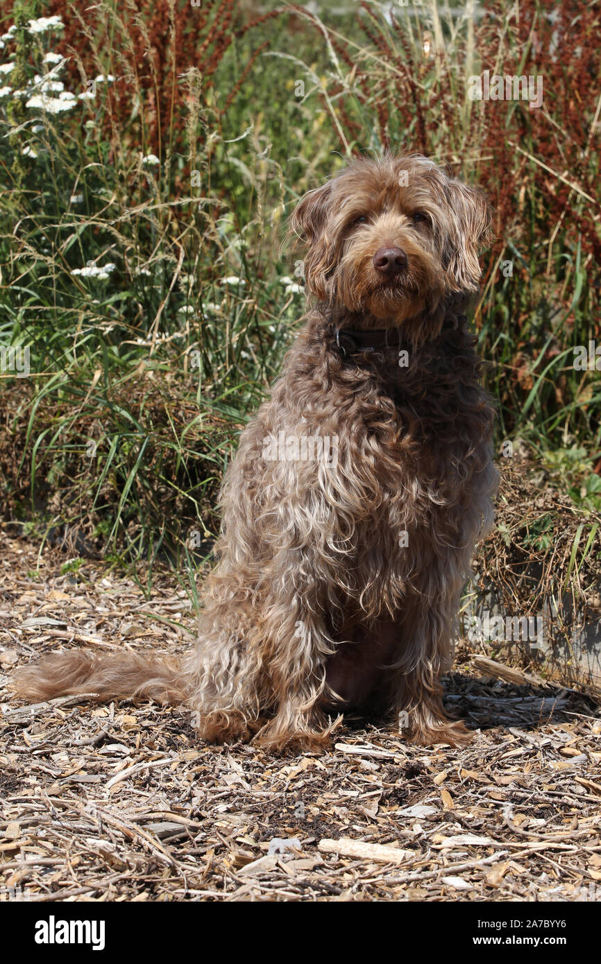 Labradoodle sitting on beach hi-res stock photography and images - Alamy
