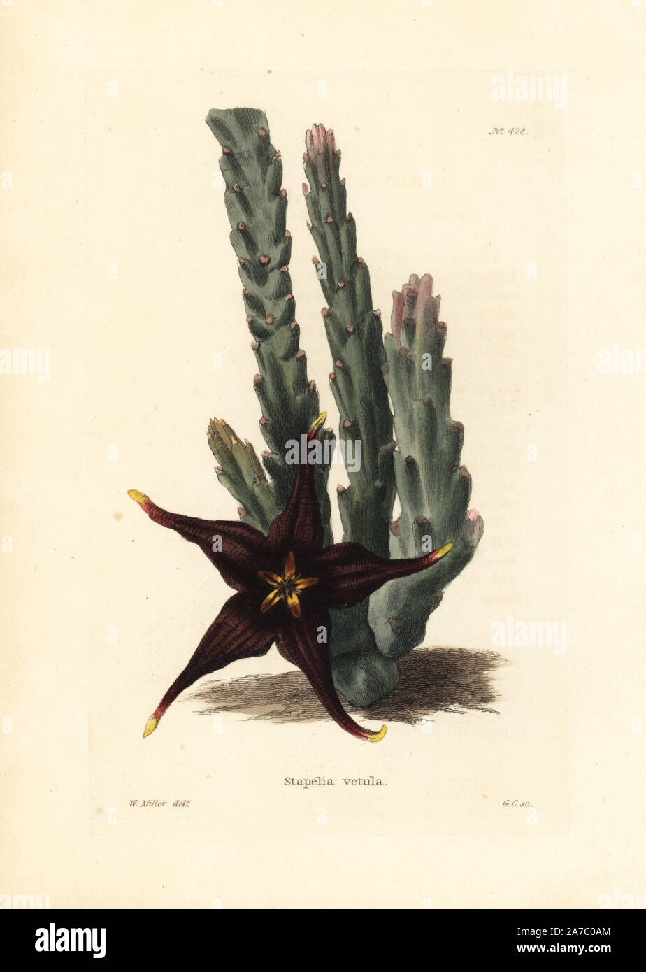 Carrion flower stapelia hi-res stock photography and images - Alamy