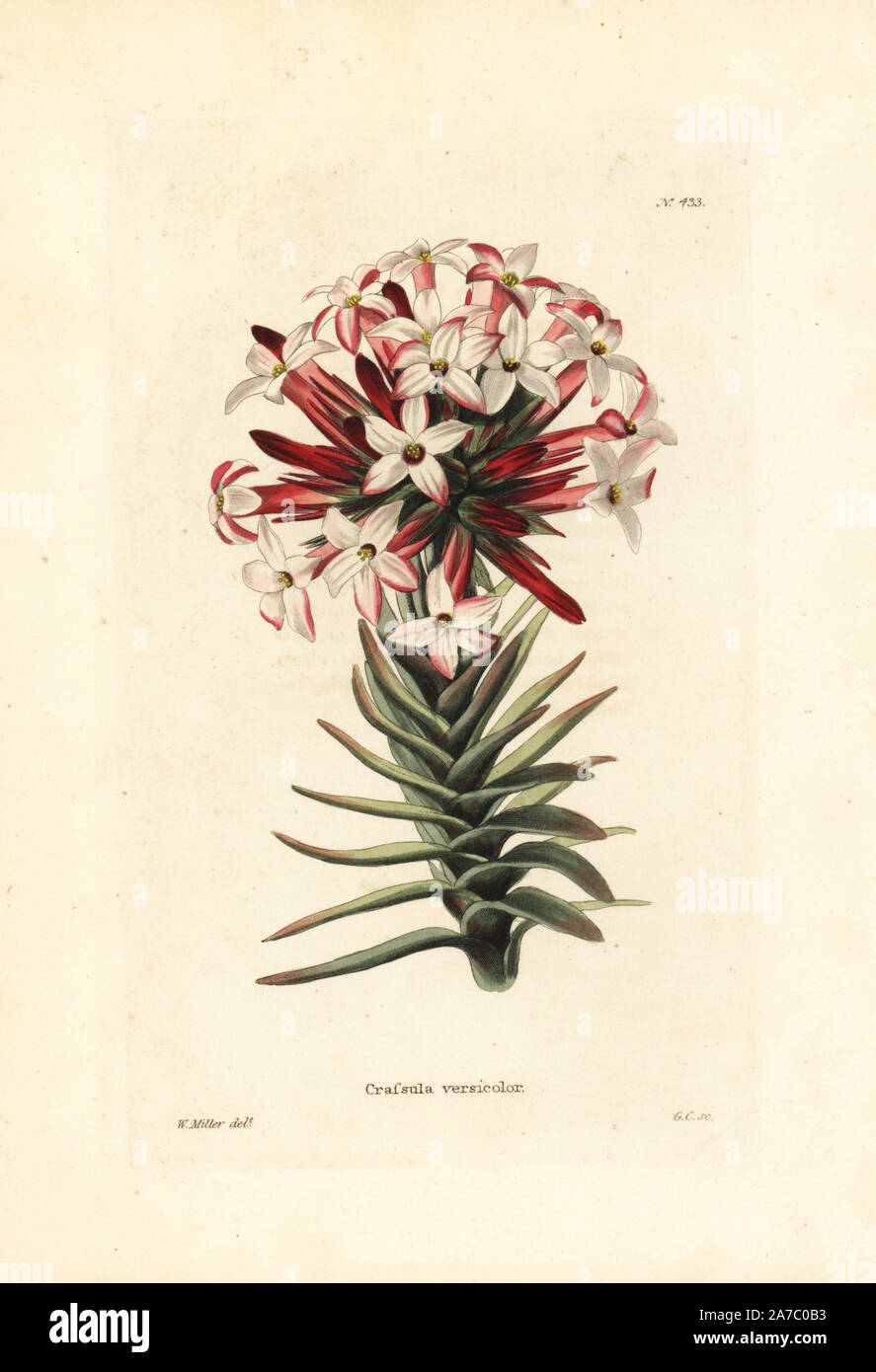 Red crassula, Crassula coccinea. Handcoloured copperplate engraving by ...