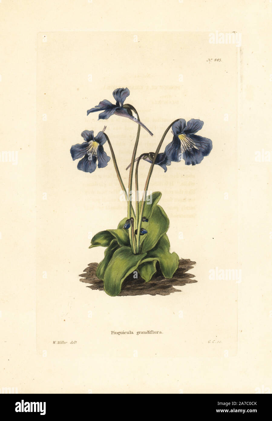Large-flowered butterwort, Pinguicula grandiflora. Handcoloured ...