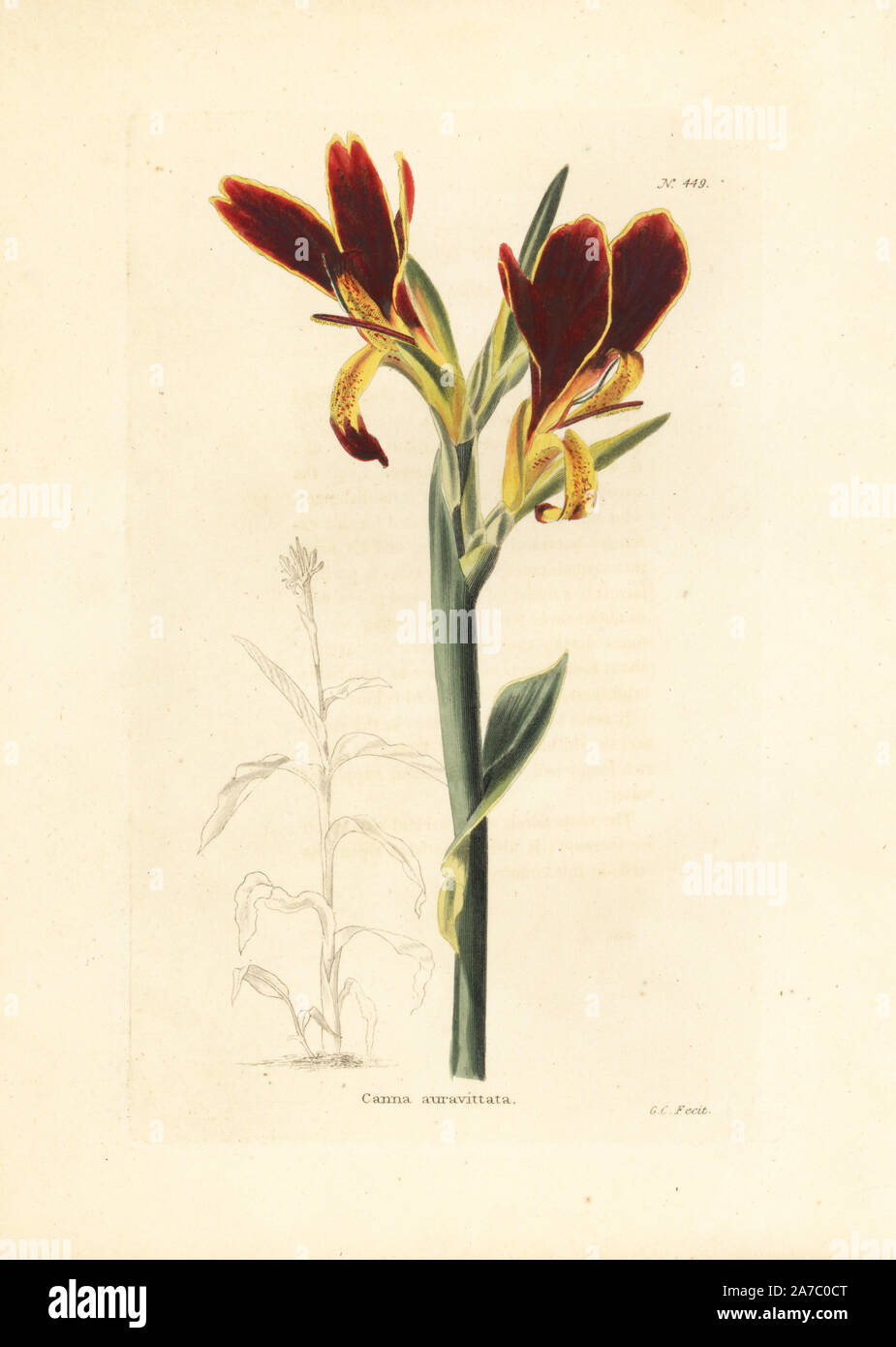 Canna patens. Handcoloured copperplate engraving by George Cooke from ...