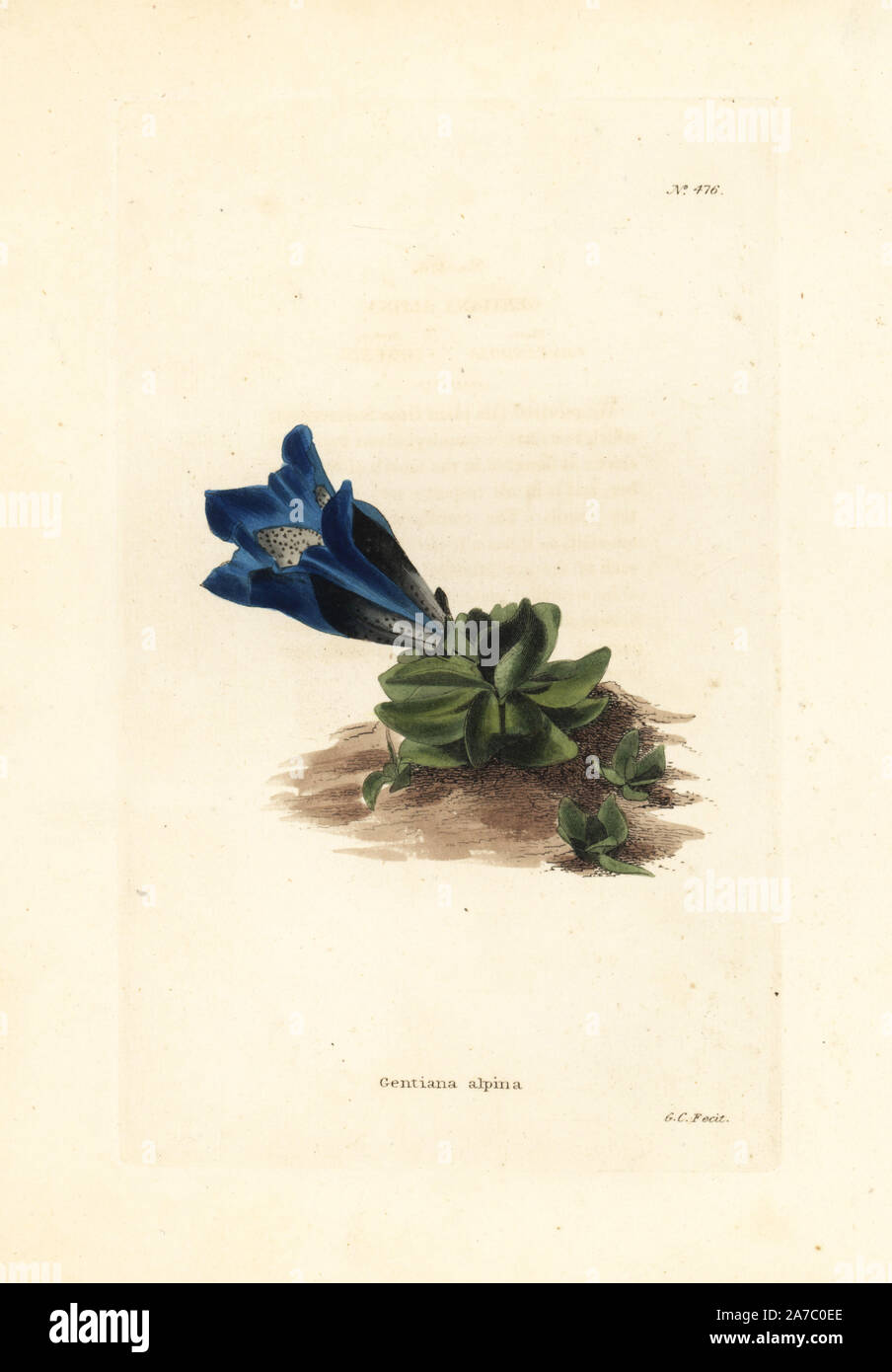 Alpine gentian, Gentiana alpina. Handcoloured copperplate engraving by ...