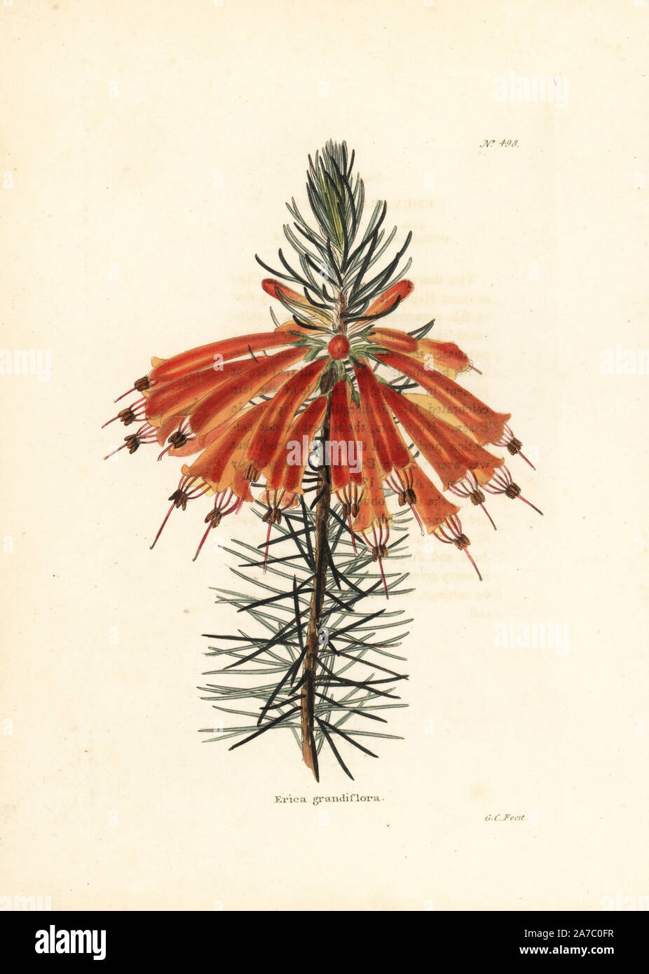 Erica Grandiflora High Resolution Stock Photography and Images - Alamy