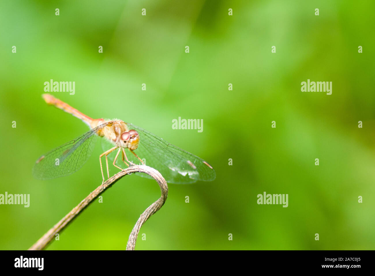 Minnesota dragonfly hi-res stock photography and images - Alamy