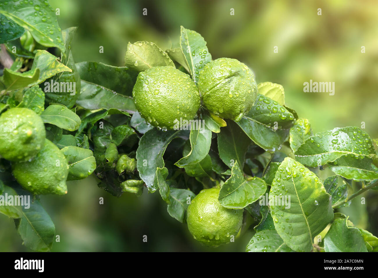 Ripening fruits lemon tree close up. Fresh green lemon limes with water ...