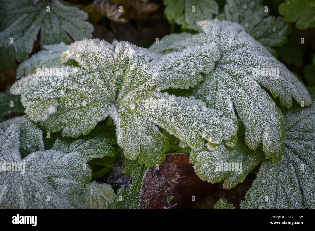 Frost outside hi-res stock photography and images - Alamy