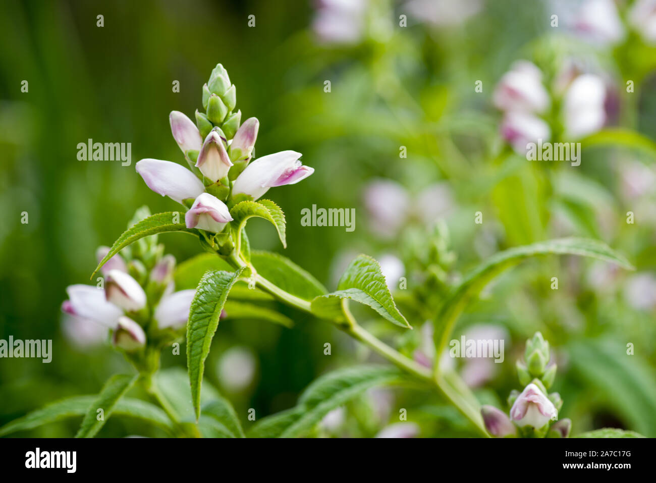 White Turtlehead (Chelone Glabra Stock Photo - Alamy