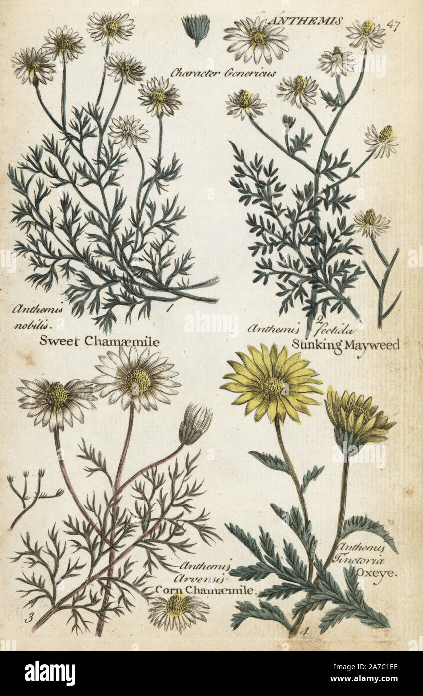 Stinking Mayweed High Resolution Stock Photography and Images - Alamy