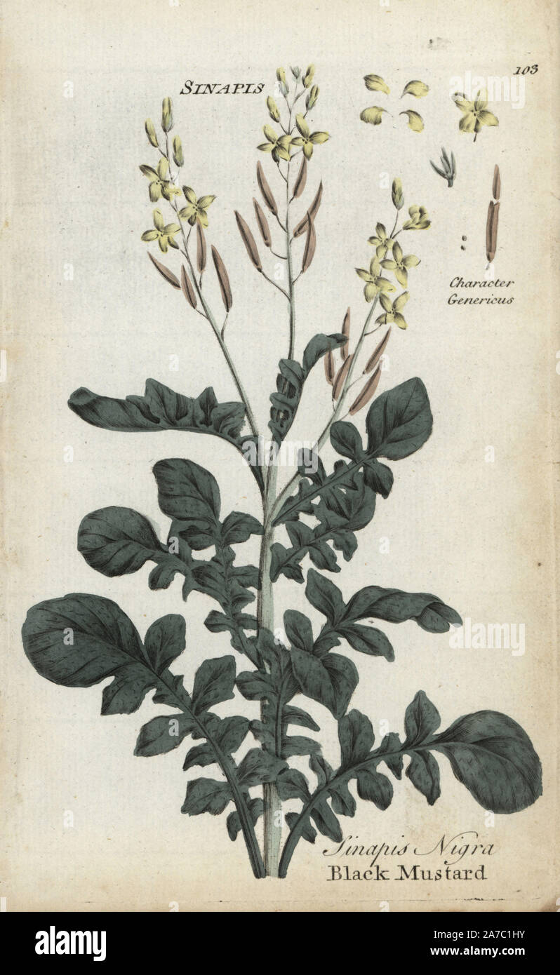 Sinapis nigra hi-res stock photography and images - Alamy